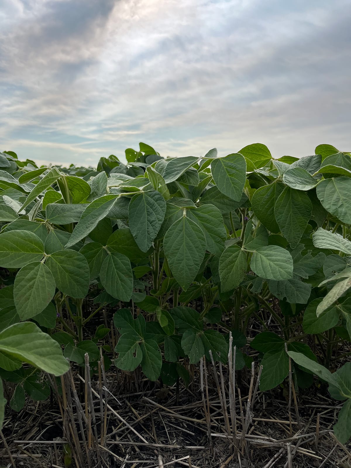 North Dakota Soybean Council | Educational Resources